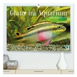 Calvendo Glanz im Aquarium: S&uuml;&szlig;wasserfische (hochwertiger Premium Wandkalender 2026 DIN A2 quer), Kunstdruck in Hochglanz
