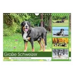 Gro&szlig;e Schweizer - Gigantische Sennenhunde (Wandkalender 2026 DIN A4 quer), Calvendo Monatskalender