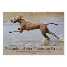 Freunde auf vier Pfoten am Strand (Wandkalender 2026 DIN A2 quer), Calvendo Monatskalender