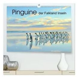 Calvendo Pinguine der Falkland Inseln (hochwertiger Premium Wandkalender 2026 DIN A2 quer), Kunstdruck in Hochglanz