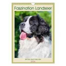 Faszination Landseer - Mit Plan durch das Jahr (Wandkalender 2026 DIN A4 hoch), Calvendo Monatskalender