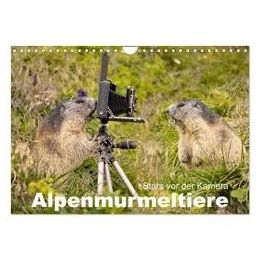 Alpenmurmeltiere - Stars vor der Kamera (Wandkalender 2026 DIN A4 quer), Calvendo Monatskalender