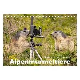 Alpenmurmeltiere - Stars vor der Kamera (Tischkalender 2026 DIN A5 quer), Calvendo Monatskalender