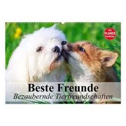 Beste Freunde. Bezaubernde Tierfreundschaften (Wandkalender 2026 DIN A2 quer), Calvendo Monatskalender