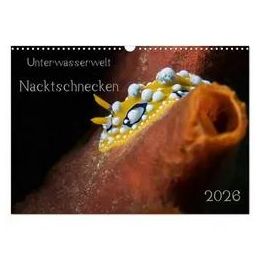 Unterwasserwelt Nacktschnecken (Wandkalender 2026 DIN A3 quer), Calvendo Monatskalender