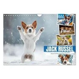 JACK RUSSEL - Kleine Hunde mit gro&szlig;em Charakter (Wandkalender 2026 DIN A4 quer), Calvendo Monatskalender