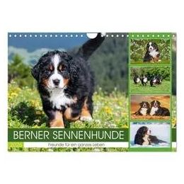 Berner Sennenhunde - Freunde f&uuml;r ein ganzes Leben (Wandkalender 2026 DIN A4 quer), Calvendo Monatskalender