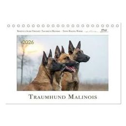 Traumhund Malinois (Tischkalender 2026 DIN A5 quer), Calvendo Monatskalender