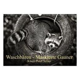Waschb&auml;ren - Maskierte Gauner (Wandkalender 2026 DIN A3 quer), Calvendo Monatskalender