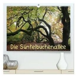 Calvendo Die S&uuml;ntelbuchenallee (hochwertiger Premium Wandkalender 2026 DIN A2 quer), Kunstdruck in Hochglanz