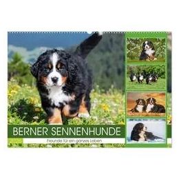 Berner Sennenhunde - Freunde f&uuml;r ein ganzes Leben (Wandkalender 2026 DIN A2 quer), Calvendo Monatskalender