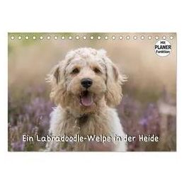 Ein Labradoodle-Welpe in der Heide (Tischkalender 2026 DIN A5 quer), Calvendo Monatskalender