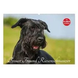 Treuer Freund Riesenschnauzer (Wandkalender 2026 DIN A2 quer), Calvendo Monatskalender