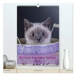 Calvendo Britisch Kurzhaar Katzen - Planer (hochwertiger Premium Wandkalender 2026 DIN A2 hoch), Kunstdruck in Hochglanz