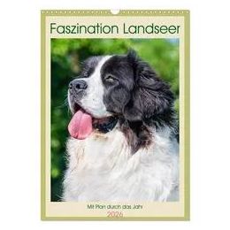 Faszination Landseer - Mit Plan durch das Jahr (Wandkalender 2026 DIN A3 hoch), Calvendo Monatskalender