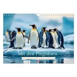 Mit den Pinguinen (Wandkalender 2026 DIN A4 quer), Calvendo Monatskalender