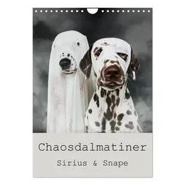 Chaosdalmatiner Sirius und Snape (Wandkalender 2026 DIN A4 hoch), Calvendo Monatskalender