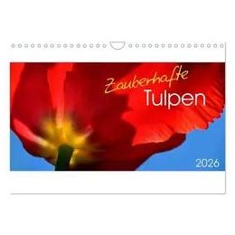 Zauberhafte Tulpen (Wandkalender 2026 DIN A4 quer), Calvendo Monatskalender