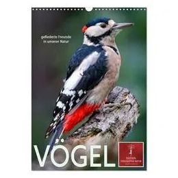 V&ouml;gel - gefiederte Freunde in unserer Natur (Wandkalender 2026 DIN A3 hoch), Calvendo Monatskalender
