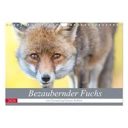 Bezaubernder Fuchs - ein Freund auf leisen Sohlen (Wandkalender 2026 DIN A4 quer), Calvendo Monatskalender