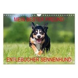 Mein bester Freund - Entlebucher Sennenhund (Wandkalender 2026 DIN A4 quer), Calvendo Monatskalender