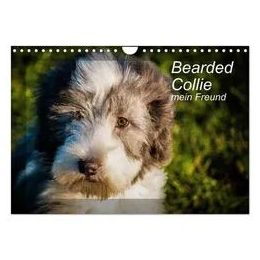 Bearded Collie, mein Freund (Wandkalender 2026 DIN A4 quer), Calvendo Monatskalender