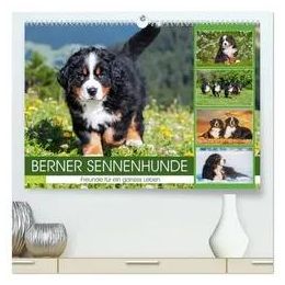 Calvendo Berner Sennenhunde - Freunde f&uuml;r ein ganzes Leben (hochwertiger Premium Wandkalender 2026 DIN A2 quer), Kunstdruck in Hochglanz