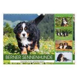 Berner Sennenhunde - Freunde f&uuml;r ein ganzes Leben (Wandkalender 2026 DIN A3 quer), Calvendo Monatskalender