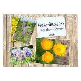 Heilpflanzen aus dem Garten (Tischkalender 2026 DIN A5 quer), Calvendo Monatskalender