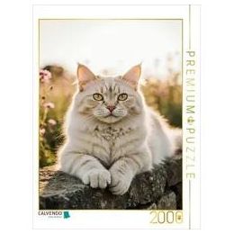 Calvendo Puzzle Die Maine Coon Katze liegt entspannt auf einer Mauer und genie&szlig;t das warme Sonnenlicht. 2000 Teile Lege-Gr&ouml;&szlig;e 90x67cm Foto-Puzzle f&uuml;