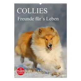Collies - Freunde f&uuml;r ́s Leben (Wandkalender 2026 DIN A2 hoch), Calvendo Monatskalender