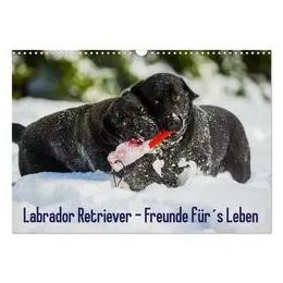 Labrador Retriever - Freunde f&uuml;r ́s Leben (Wandkalender 2026 DIN A3 quer), Calvendo Monatskalender