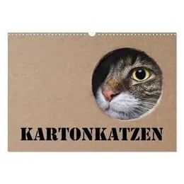 Karton Katzen (Wandkalender 2026 DIN A3 quer), Calvendo Monatskalender