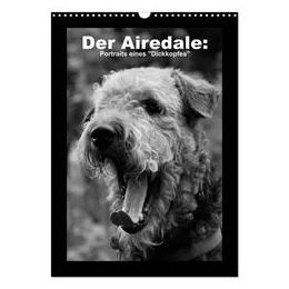 Der Airedale: Portraits eines "Dickkopfes" (Wandkalender 2026 DIN A3 hoch), Calvendo Monatskalender