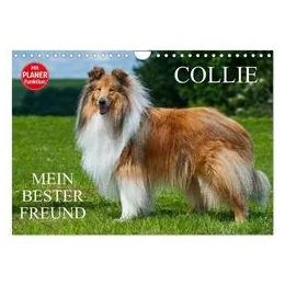 Collie - Mein bester Freund (Wandkalender 2026 DIN A4 quer), Calvendo Monatskalender
