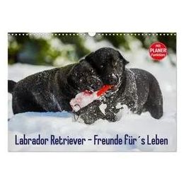 Labrador Retriever - Freunde f&uuml;r ́s Leben (Wandkalender 2026 DIN A3 quer), Calvendo Monatskalender