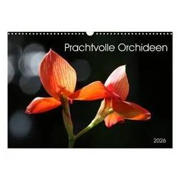Prachtvolle Orchideen (Wandkalender 2026 DIN A3 quer), Calvendo Monatskalender