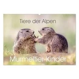 Tiere der Alpen - Murmeltier-Kinder (Wandkalender 2026 DIN A2 quer), Calvendo Monatskalender