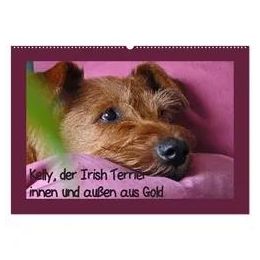 Kelly, der Irish Terrier - innen und au&szlig;en aus Gold (Wandkalender 2026 DIN A2 quer), Calvendo Monatskalender