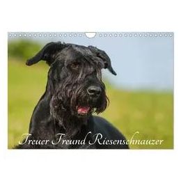 Treuer Freund Riesenschnauzer (Wandkalender 2026 DIN A4 quer), Calvendo Monatskalender