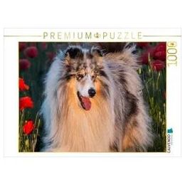 Calvendo Puzzle Collie - Mein bester Freund 1000 Teile Lege-Gr&ouml;&szlig;e 64x48cm Foto-Puzzle f&uuml;r gl&uuml;ckliche Stunden