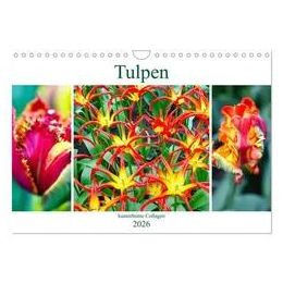 Tulpen - kunterbunte Collagen (Wandkalender 2026 DIN A4 quer), Calvendo Monatskalender