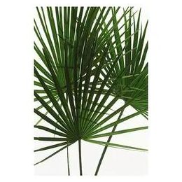 Bild Komar "Palmtree Leaves", gr&uuml;n (farbe bild(er): gr&uuml;n), B:30cm H:40cm, Holz, Papier, Bilder, Bild, Wandbild zur Dekoration - ohne Rahmen