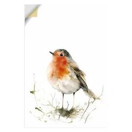 Wandbild Artland "Aquarell Rotkehlchen", farbe bild(er): rot, B:20cm H:30cm, Bilder, als Alubild, Leinwandbild, Poster, Wandaufkleber in verschied. Gr&ouml;&szlig;en