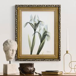 Bilderwelten Bild mit Barockrahmen Antik Blumen Motiv Barock gr&uuml;n - X-Ray - Schwertlilie - edle Optik Wohnzimmer Schlafzimmer