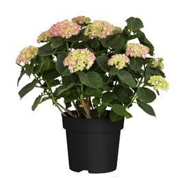 Zimmer-Bauernhortensie 12-14 Dolden 23 cm Topf