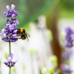 Lavendel 'Felice ' 10,5 cm Topf