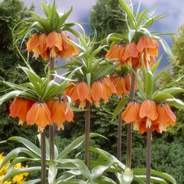 Kaiserkrone verschiedene Farben 12 cm Topf