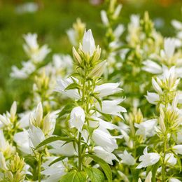 Wald-Glockenblume wei&szlig; Lieferform: Im 0,5 Liter Topf