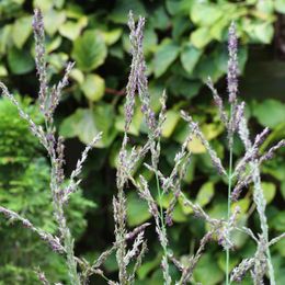 Hohes Pfeifengras 'Windspiel' Lieferform: Im 0,5 Liter Topf